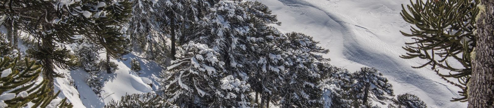 Corralco - El mejor resort de montaña de Chile