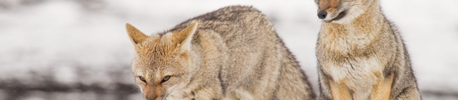 Corralco - El mejor resort de montaña de Chile